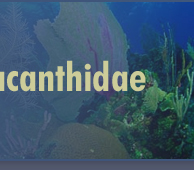 Monacanthidae, the filefishes in the Guide to the larval reef fishes of ...