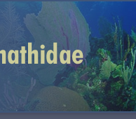 Syngnathidae, the pipefishes and seahorses, in the Guide to the larval ...