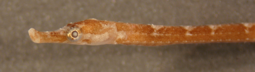 Syngnathidae, the pipefishes and seahorses, in the Guide to the larval ...